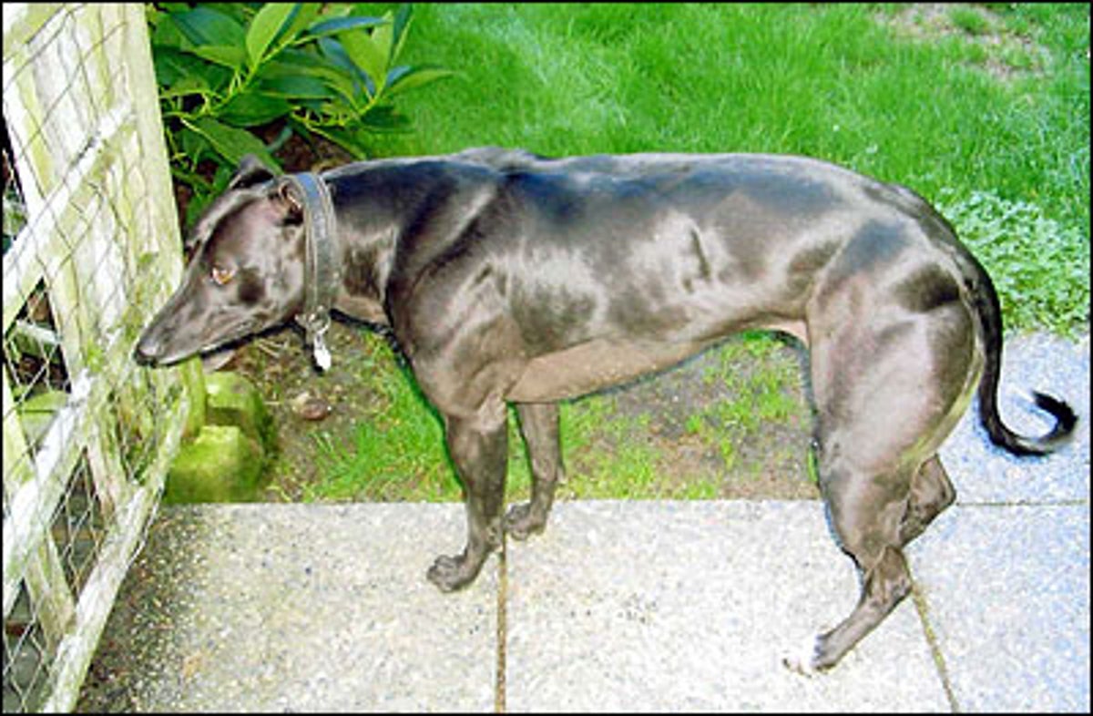 Mutant Muscle Dog | Scientific American