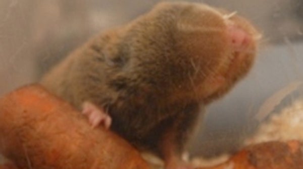 Cancer Immunity Insights Might Derive from Study of Blind Mole Rats ...