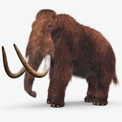Fact-Checking a Frozen Mammoth - Scientific American