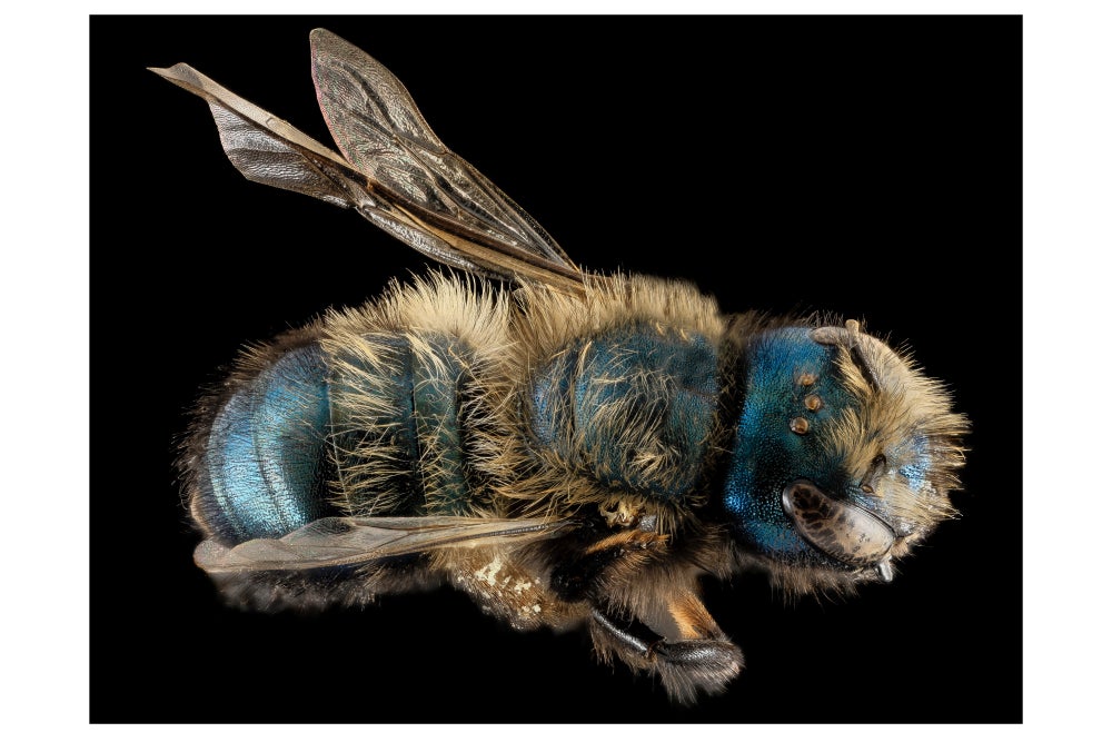 A Promising Backup to the Honeybee Is Shut Down | Scientific American