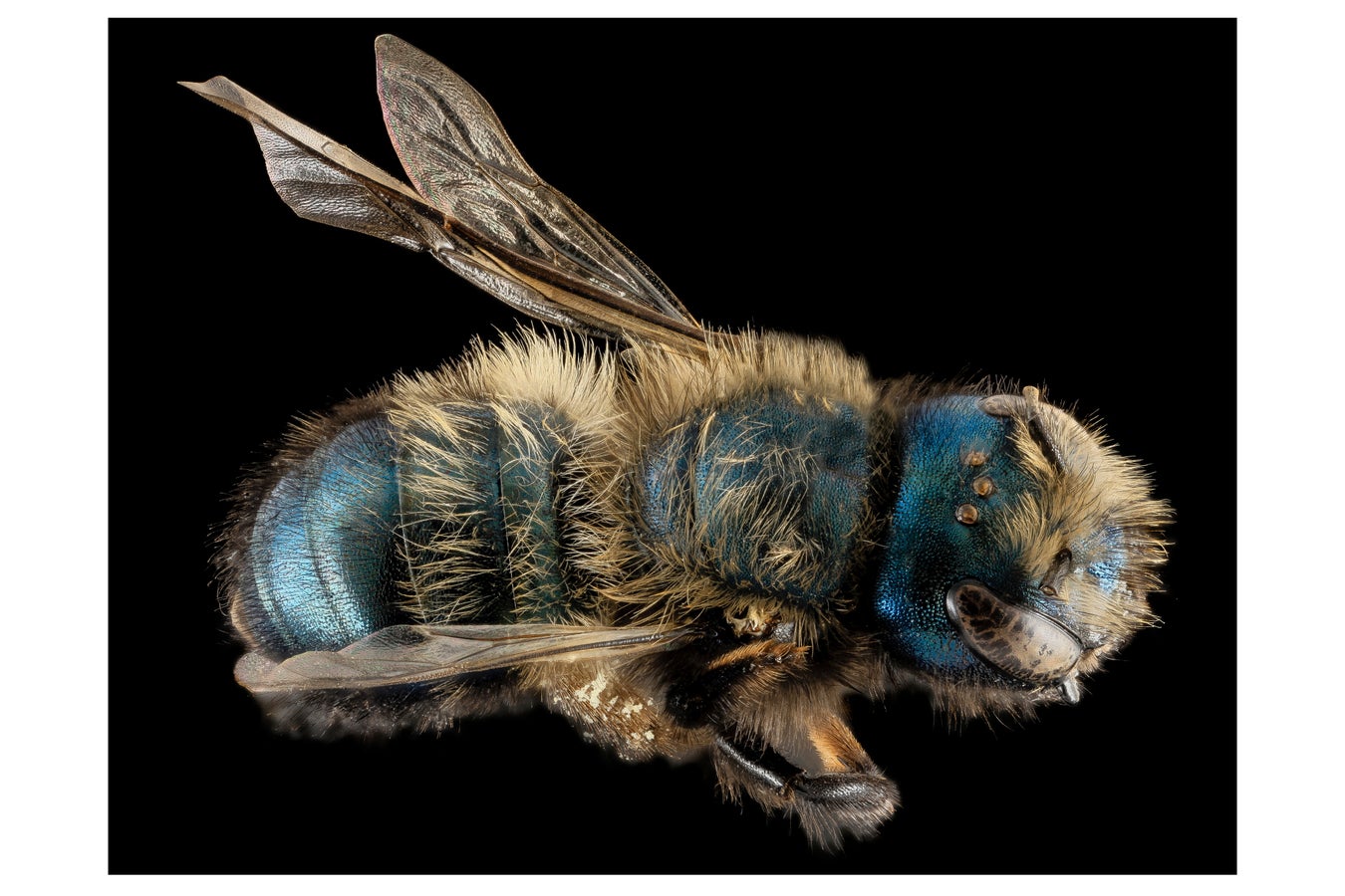 A Promising Backup to the Honeybee Is Shut Down | Scientific American