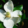 Debate Blooms over Anatomy of the World's First Flower - Scientific ...