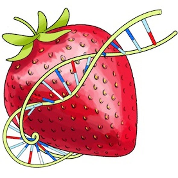 Squishy Science: Extract DNA from Smashed Strawberries - Scientific ...