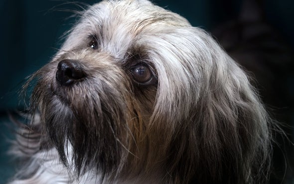 Dog Family Tree Reveals Hidden History of Canine Diversity - Scientific ...