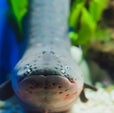 Electric Eel–Inspired Devices Could Power Artificial Human Organs ...