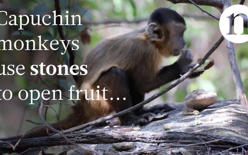Monkeys Can Make Stone Tools, Too - Scientific American