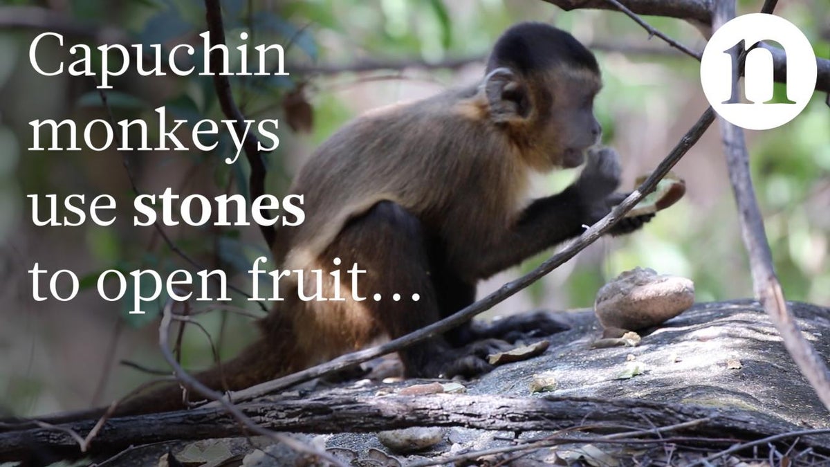 Monkeys Can Make Stone Tools, Too | Scientific American