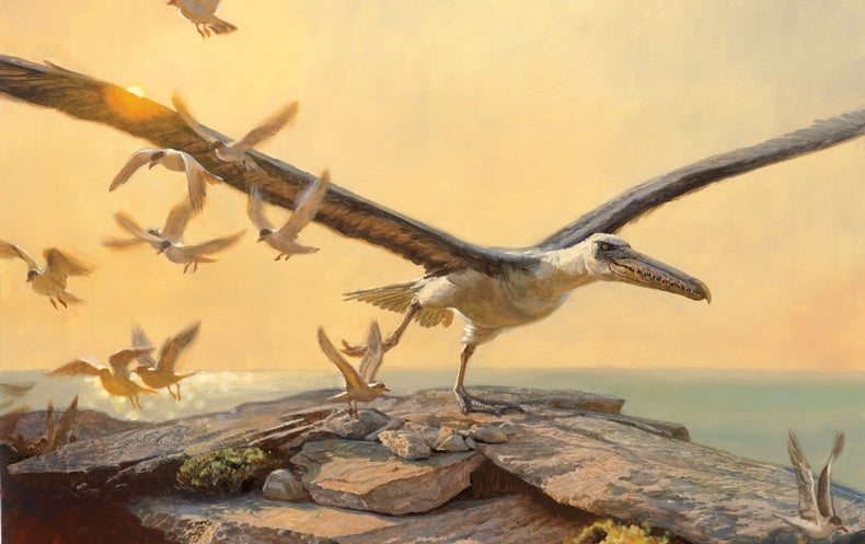 Bizarre, Giant Birds Once Ruled the Skies - Scientific American