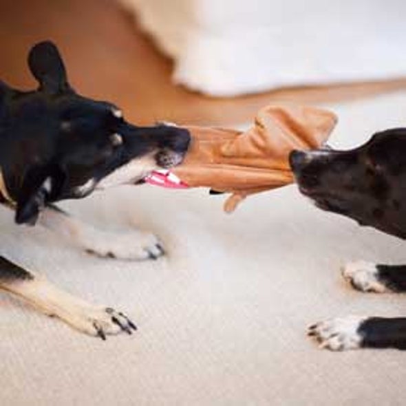 Dog Genetics Spur Scientific Spat - Scientific American