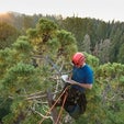 Trees Sweat to Keep Cool - Scientific American