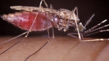 A Guide to Malaria - Scientific American