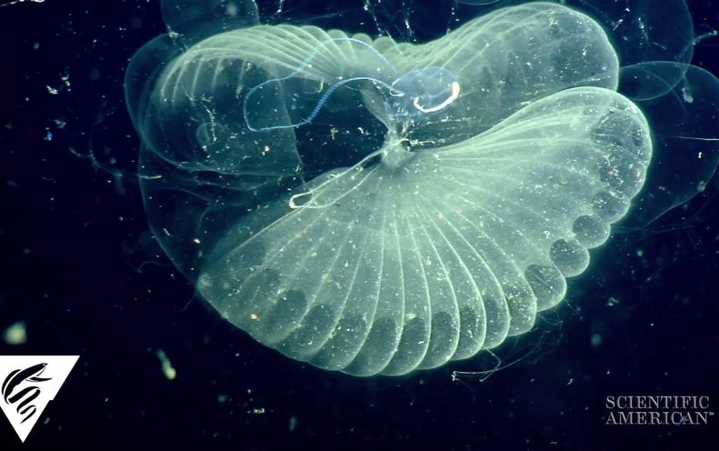Slime Houses of Pinky-Size Plankton Cycle Carbon - Scientific American