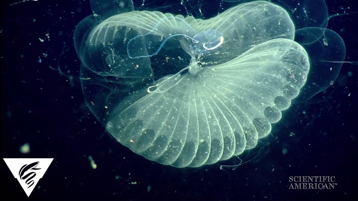 Slime Houses of Pinky-Size Plankton Cycle Carbon | Scientific American