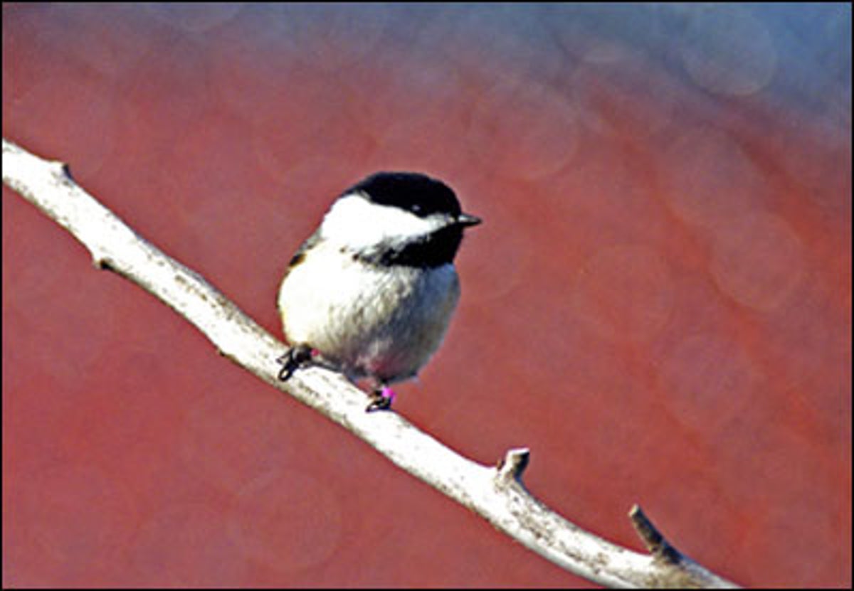 Alarmed Chickadees | Scientific American