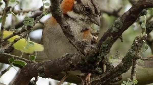 Grazing Cattle Trim the Menu for Birds - Scientific American
