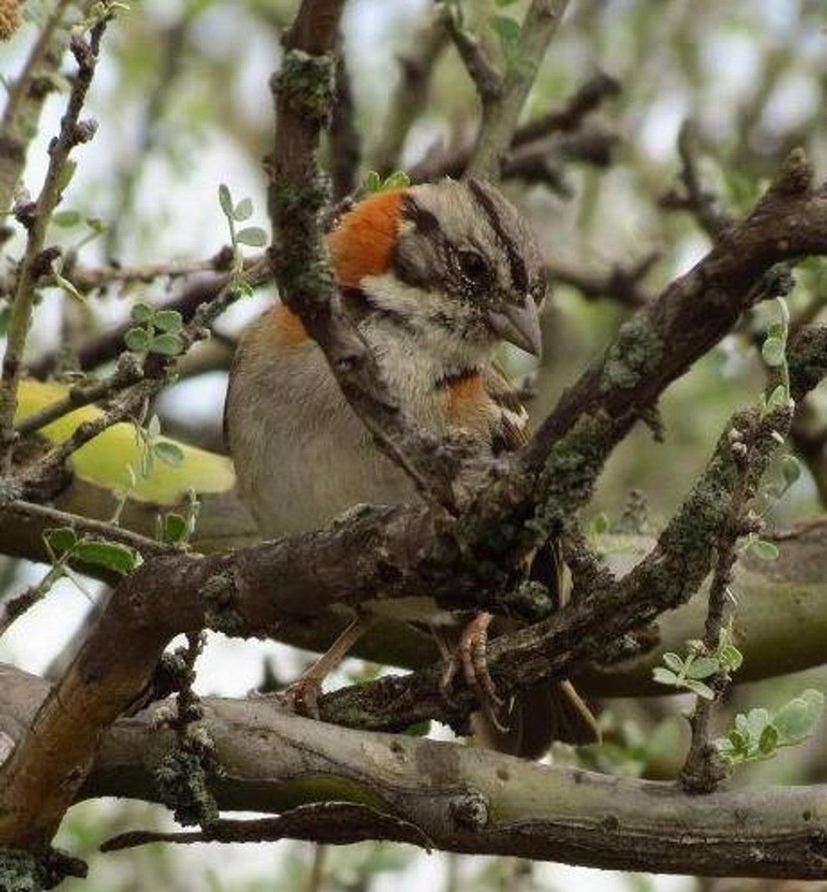 Grazing Cattle Trim the Menu for Birds | Scientific American