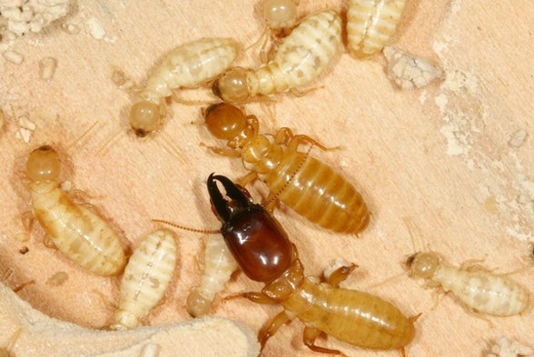 Termite Genome Reveals Details of "Caste System" - Scientific American