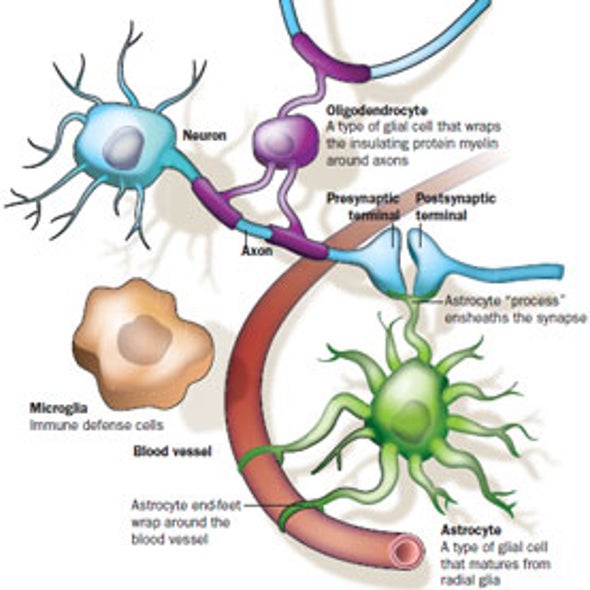 Cells Of Humans Brain Neuron And Glial Cells Microglia