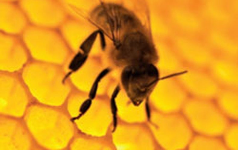 Bees Have Small Brains But Big Ideas - Scientific American