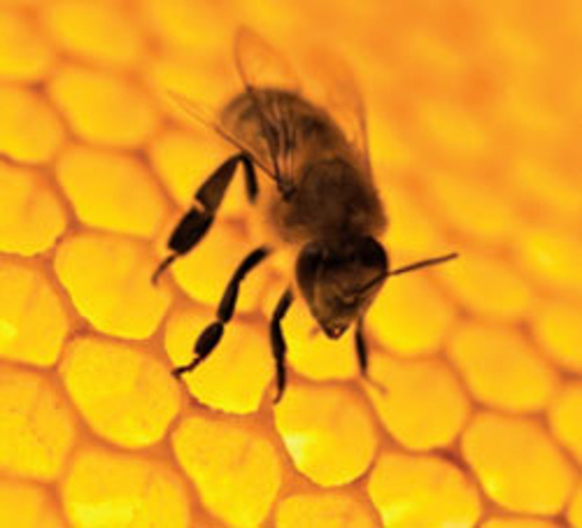 Bees Have Small Brains But Big Ideas | Scientific American