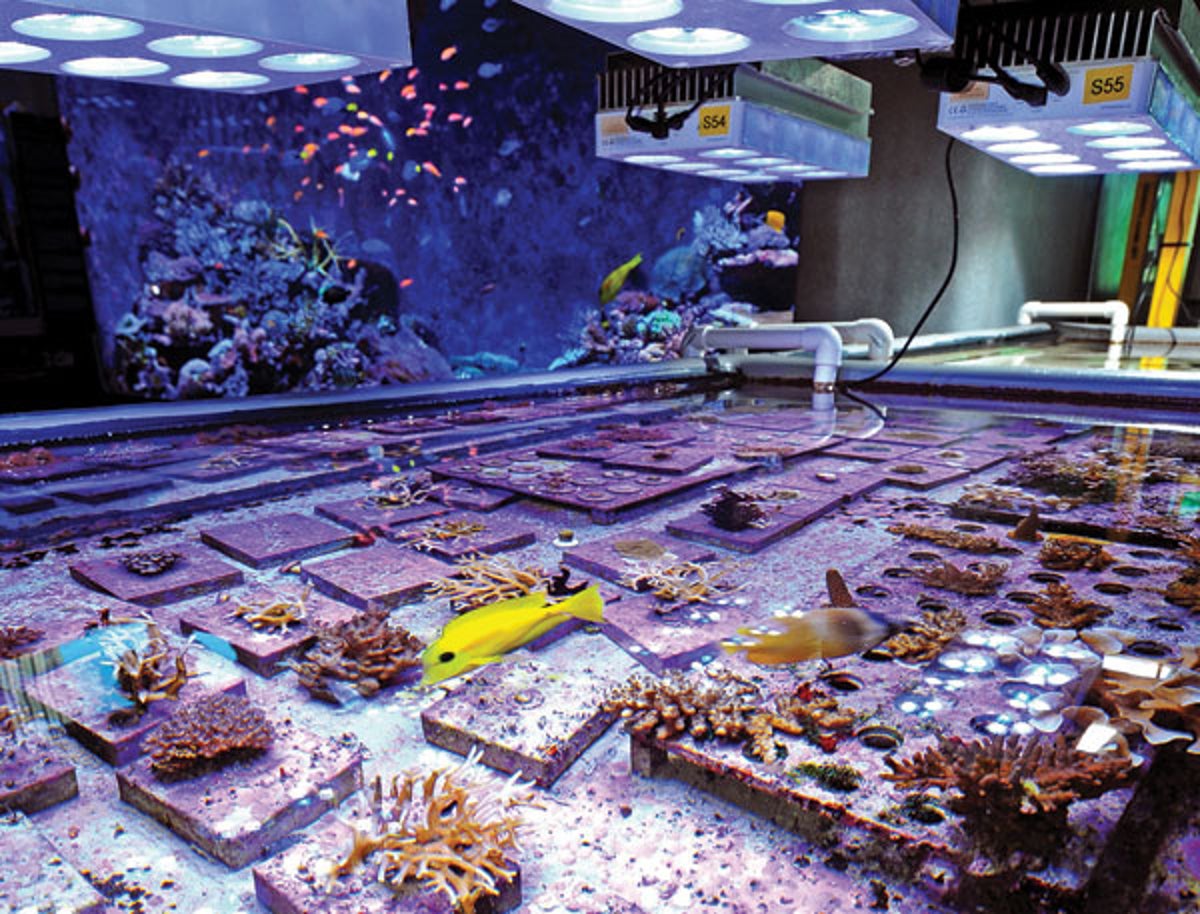 Scientists Fast-Track the Evolution of the Great Barrier Reef's Corals ...