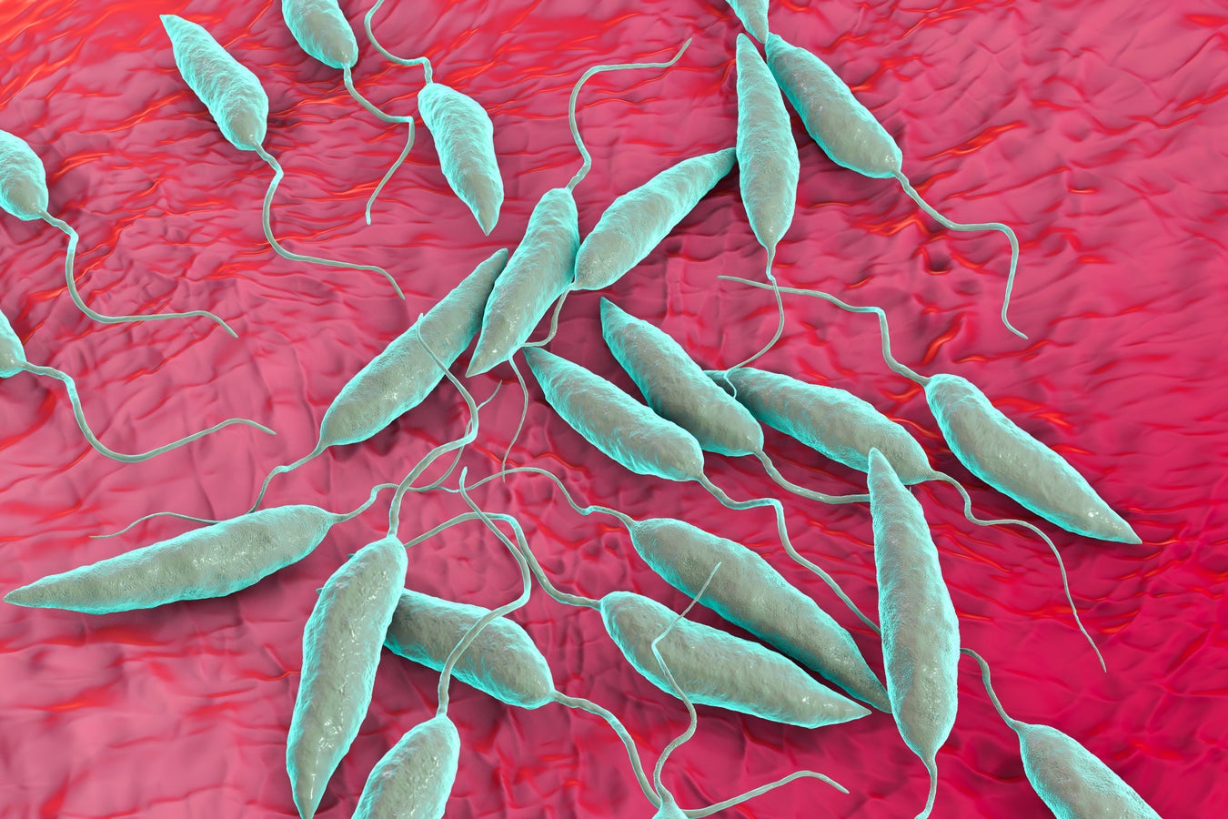 A Nasty Tropical Skin Disease Is Now Endemic in the U.S. | Scientific ...