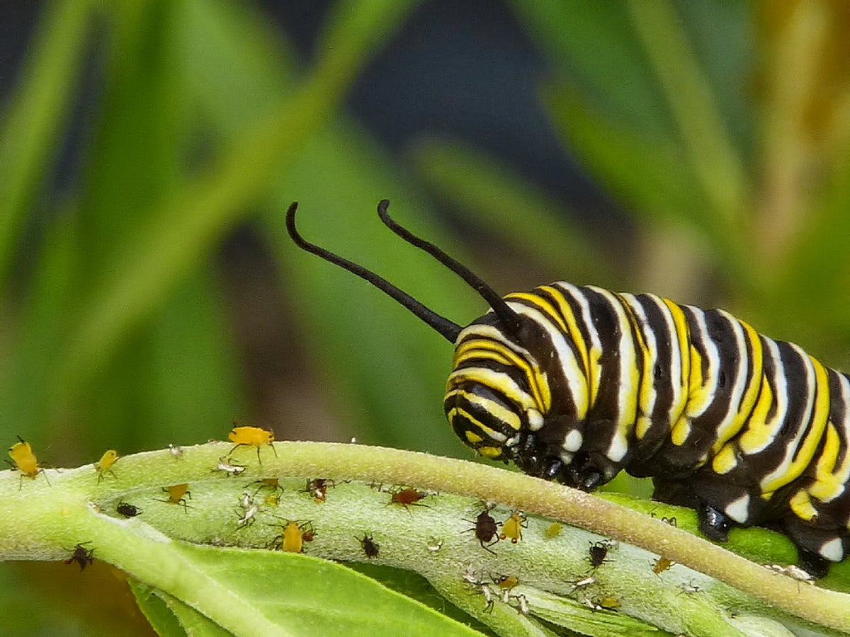 The Curious Case of the Caterpillar's Missing Microbes | Scientific ...