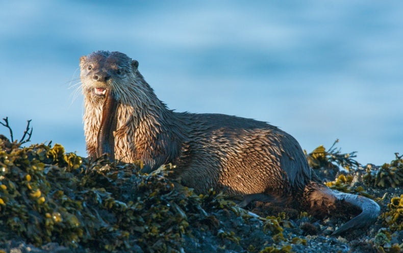 Otter Poop Helps Scientists Track Pollution at a Superfund Site ...
