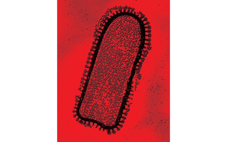 Neuroscientists Use Rabies to Explore the Brain - Scientific American