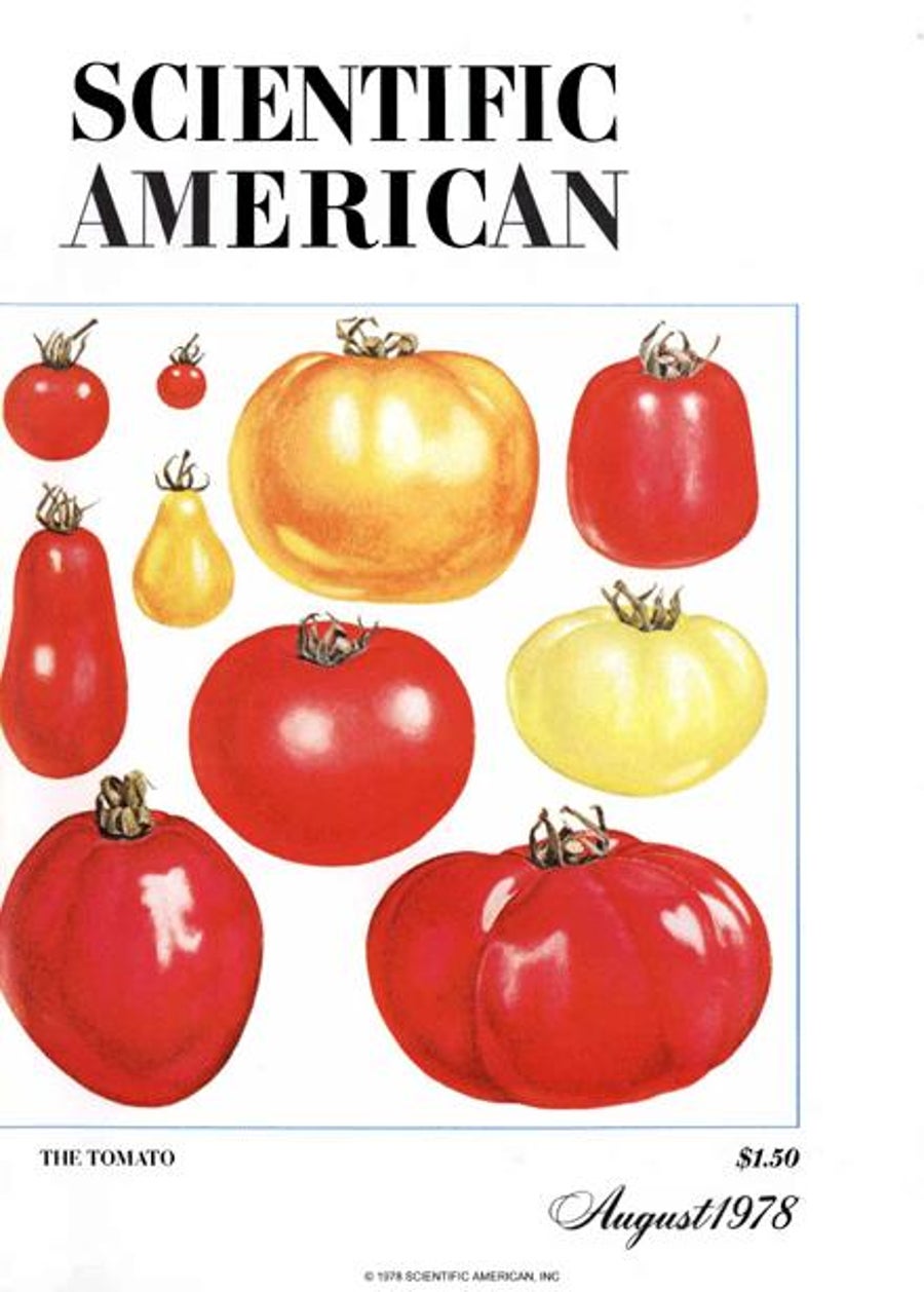The Tomato | Scientific American