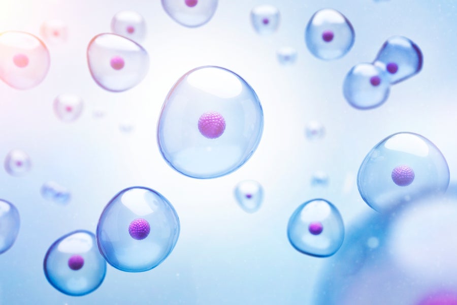 Small Collections of Cells Determine How a Body Takes Its Shape ...