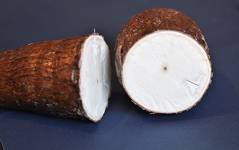 Protecting Cassava from Disease? There's an App for That - Scientific ...