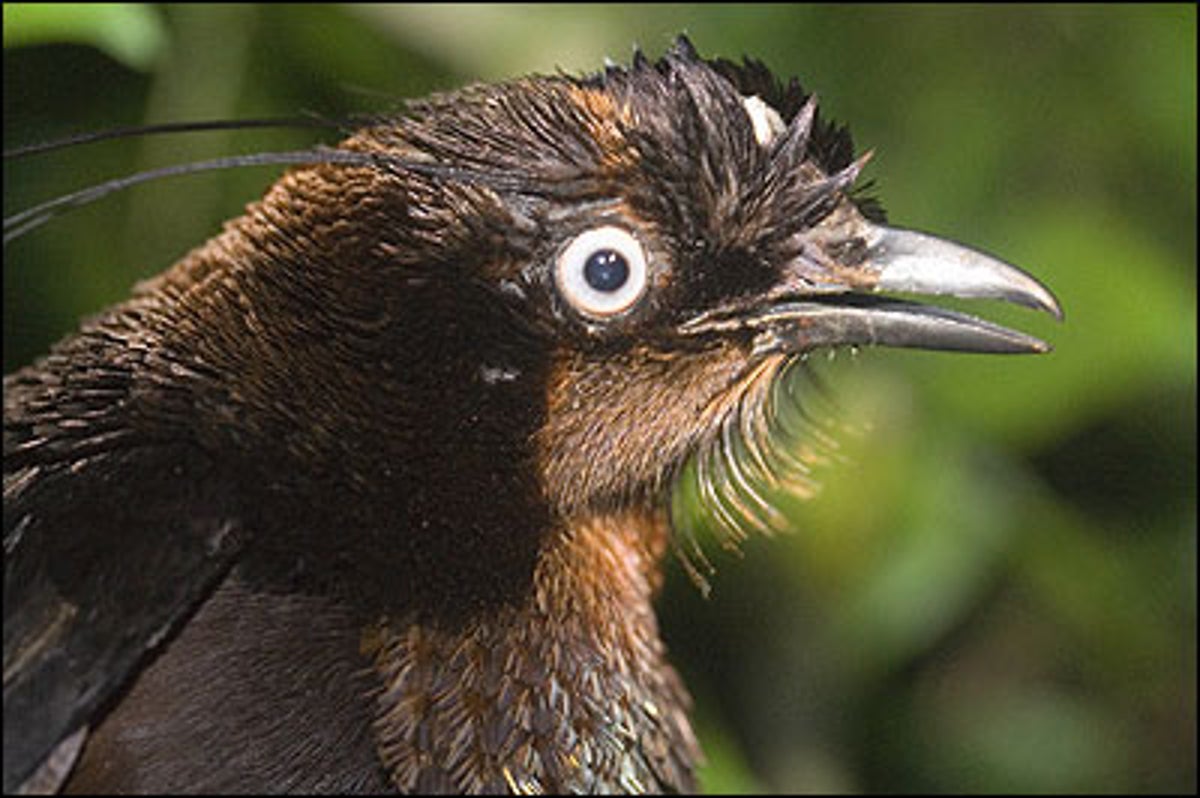 Paradise Found | Scientific American