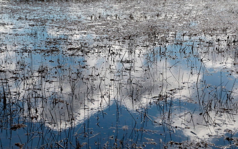 Climate Change Throws a Wrench in Everglades Restoration - Scientific ...