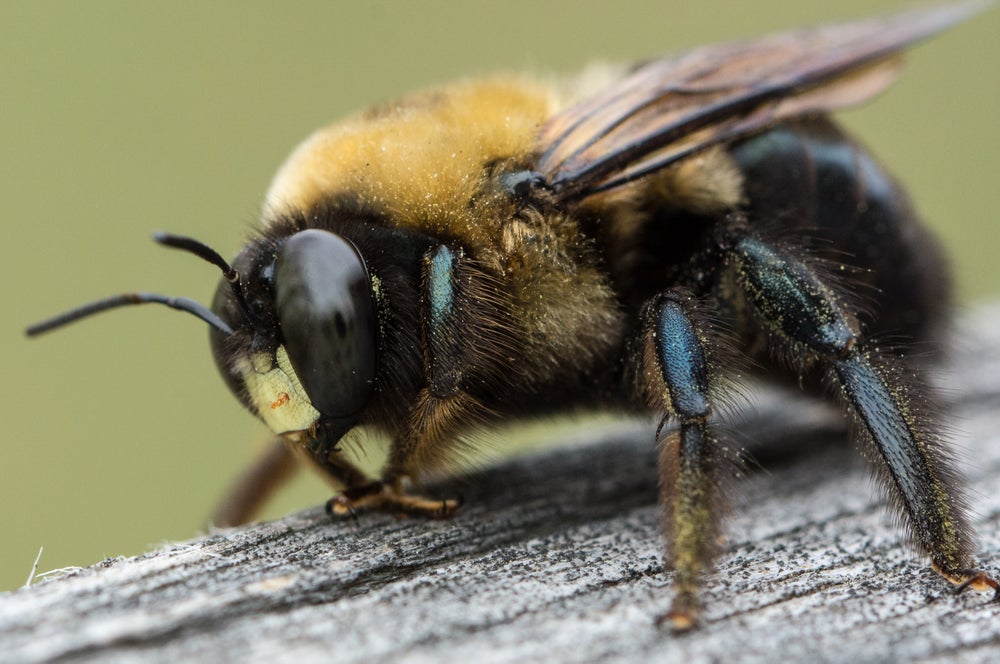 I'll Bee There for You: Do Insects Feel Emotions? | Scientific American