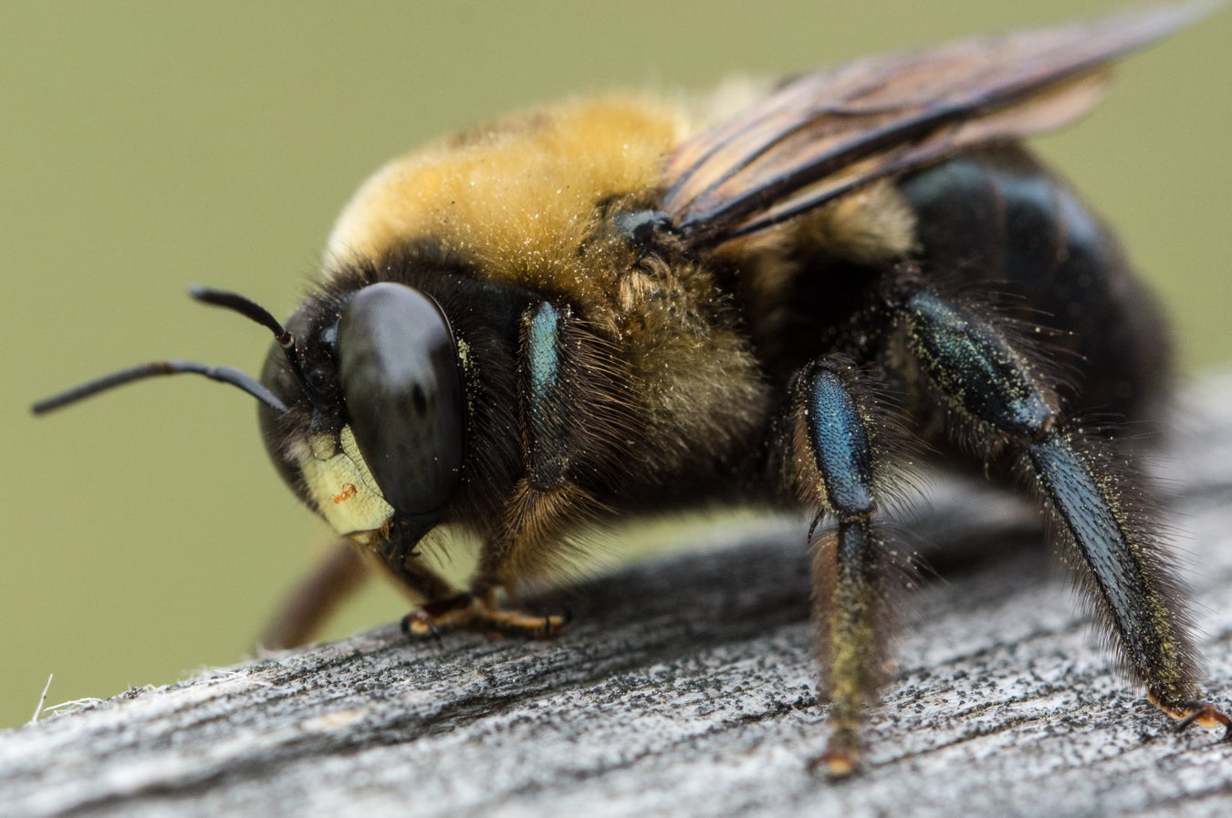 I'll Bee There for You: Do Insects Feel Emotions? | Scientific American
