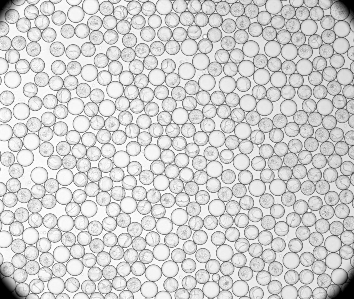 Inside Millions of Invisible Droplets, Potential Superbug Killers Grow ...