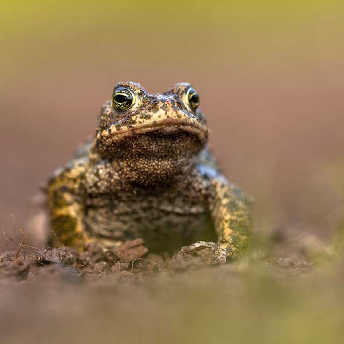 Wild Toads Saved from Killer Fungal Disease | Scientific American