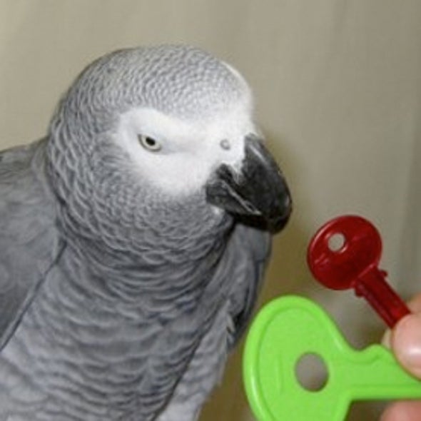 Alex the Parrot's Posthumous Paper Shows His Mathematical Genius ...
