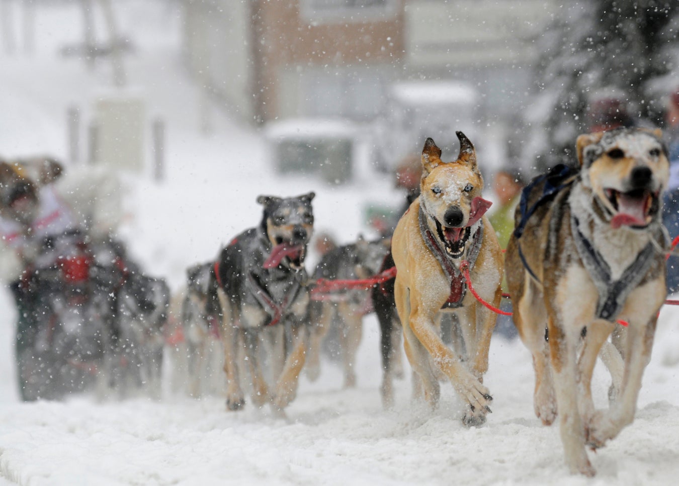 Ritual Sacrifice May Have Shaped Dog Domestication | Scientific American