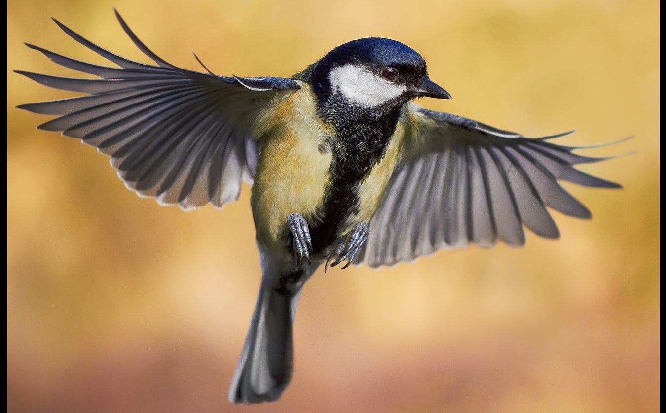 Humans May Be Influencing Bird Evolution in Their Backyards ...