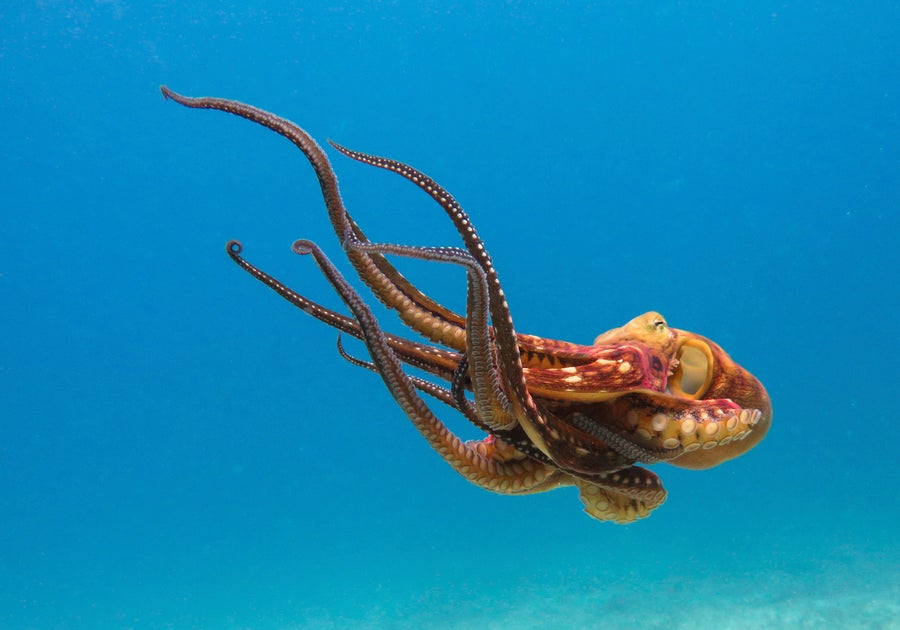 Spotting What's Special in the Octopus Genome [Video] | Scientific American