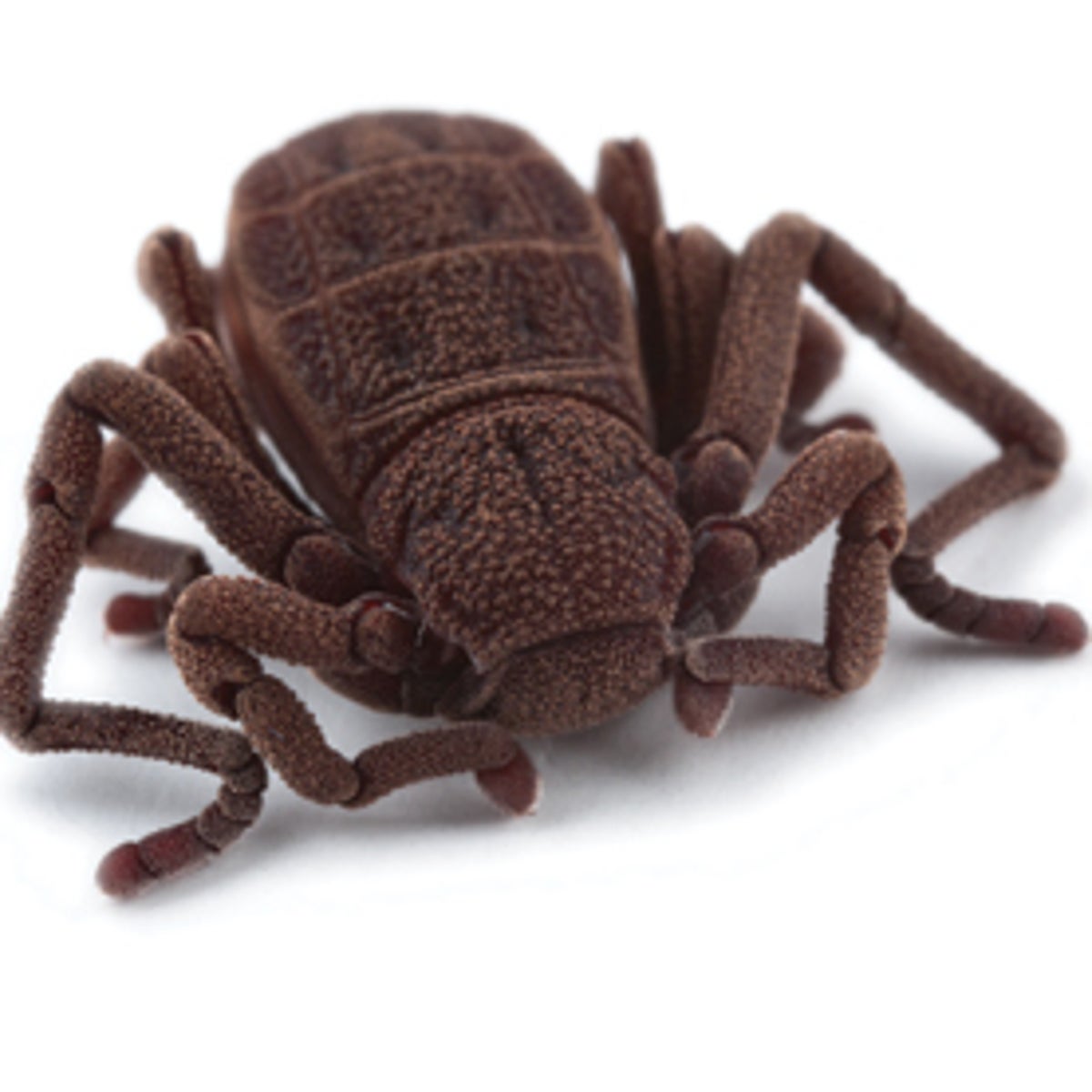 Recommended: Relics: Travels in Nature's Time Machine | Scientific American