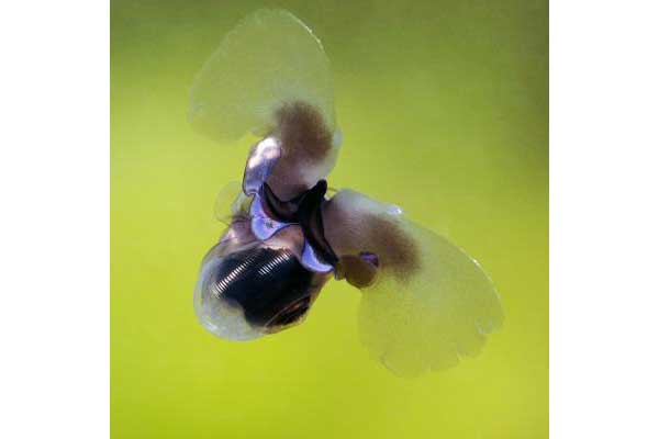 Swim Like a Butterfly? Sea Snail 'Flies' Through Water - Scientific ...