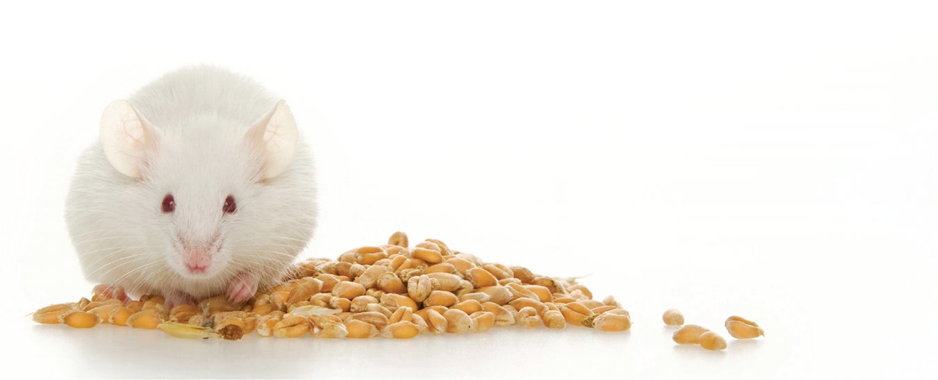 Drunk Mice Get the Munchies | Scientific American