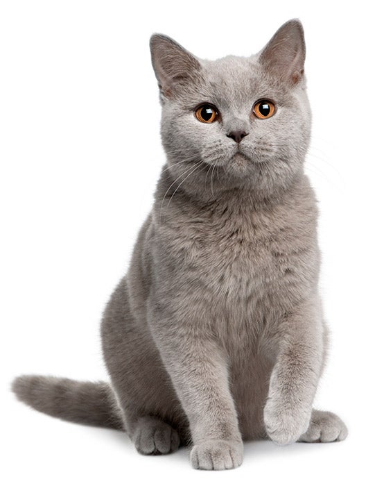 Be a Cat Researcher - Scientific American