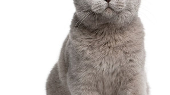 Be a Cat Researcher - Scientific American