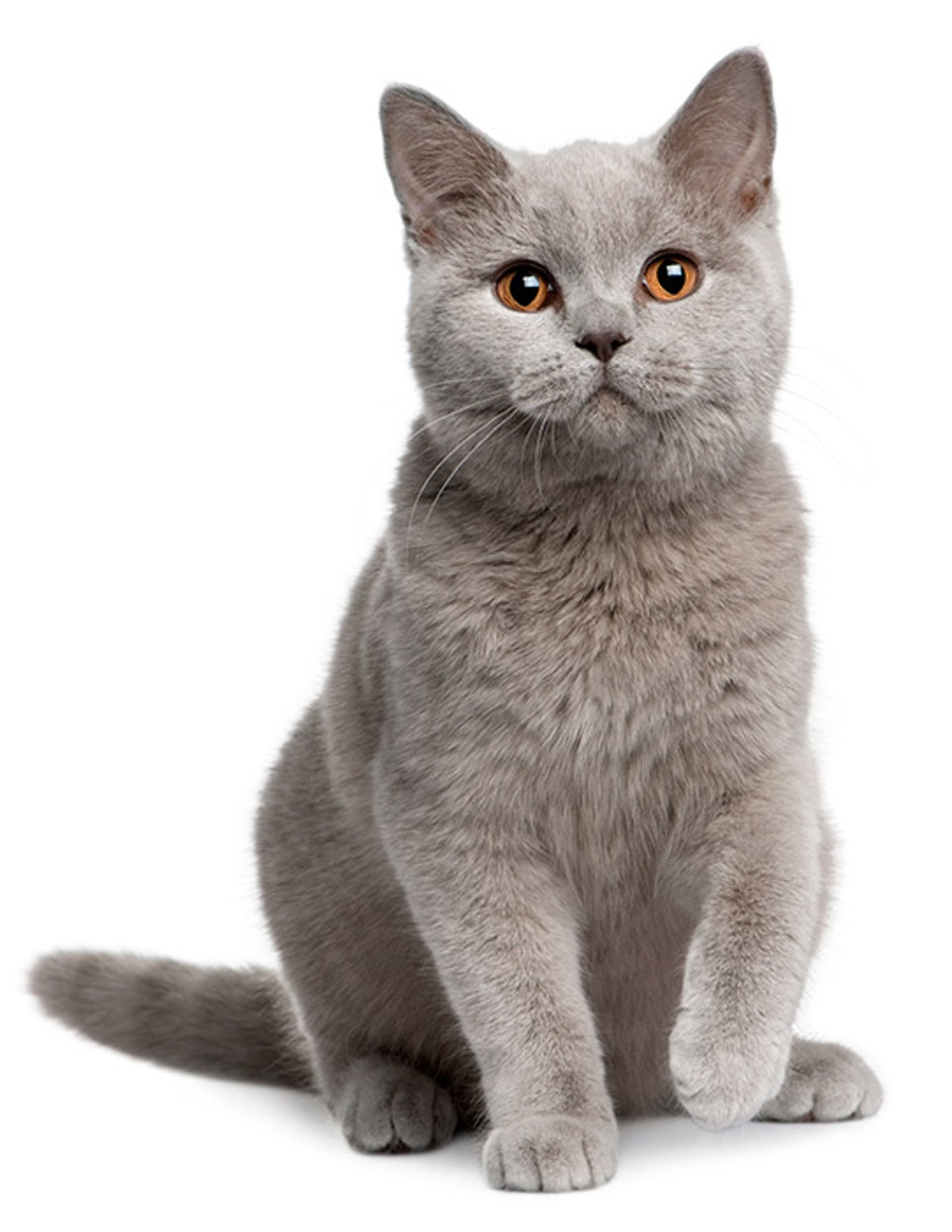 Be A Cat Researcher Scientific American be-a-cat-researcher-scientific-american