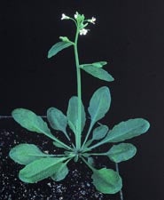 Mutant Plants Mop Up Explosives - Scientific American