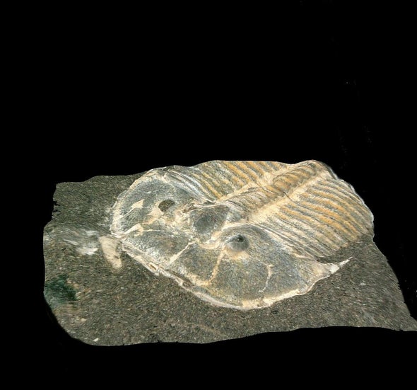 A 429-Million-Year-Old Trilobite Had Eyes like Those of Modern Bees ...